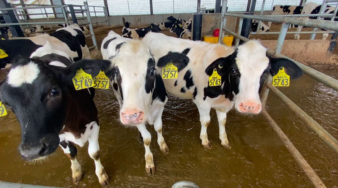 Wisconsin dairy farm extends six generations