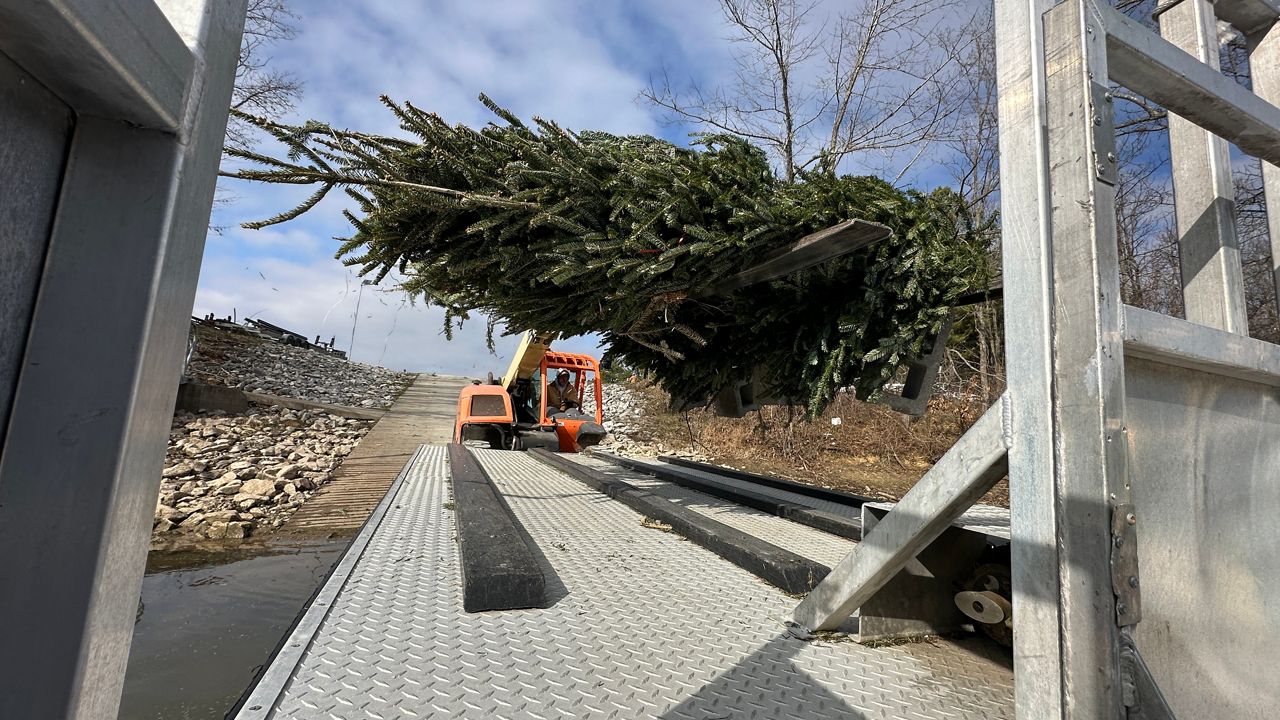 Restoring fish habitats with Christmas trees