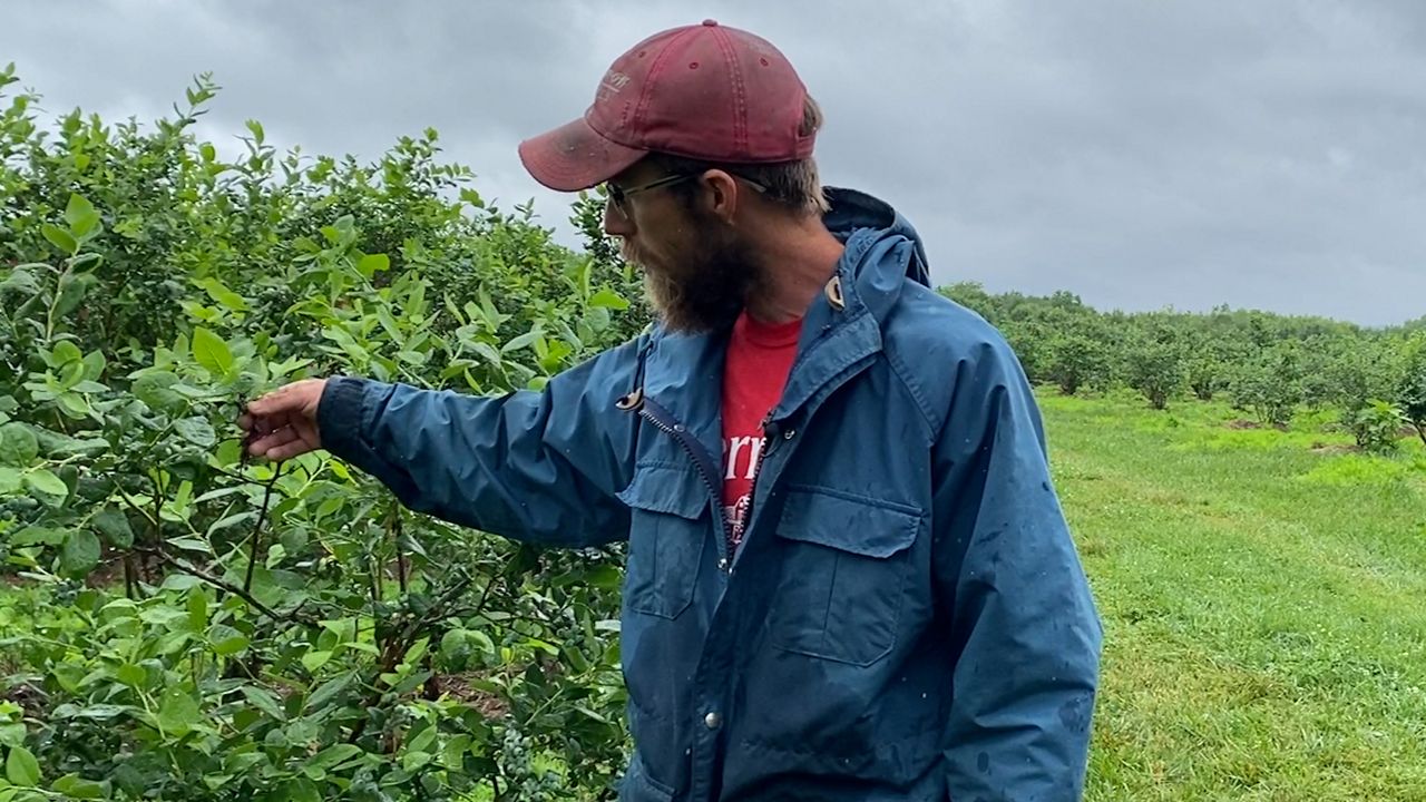 Ohio berry farmers expect fruitful summer