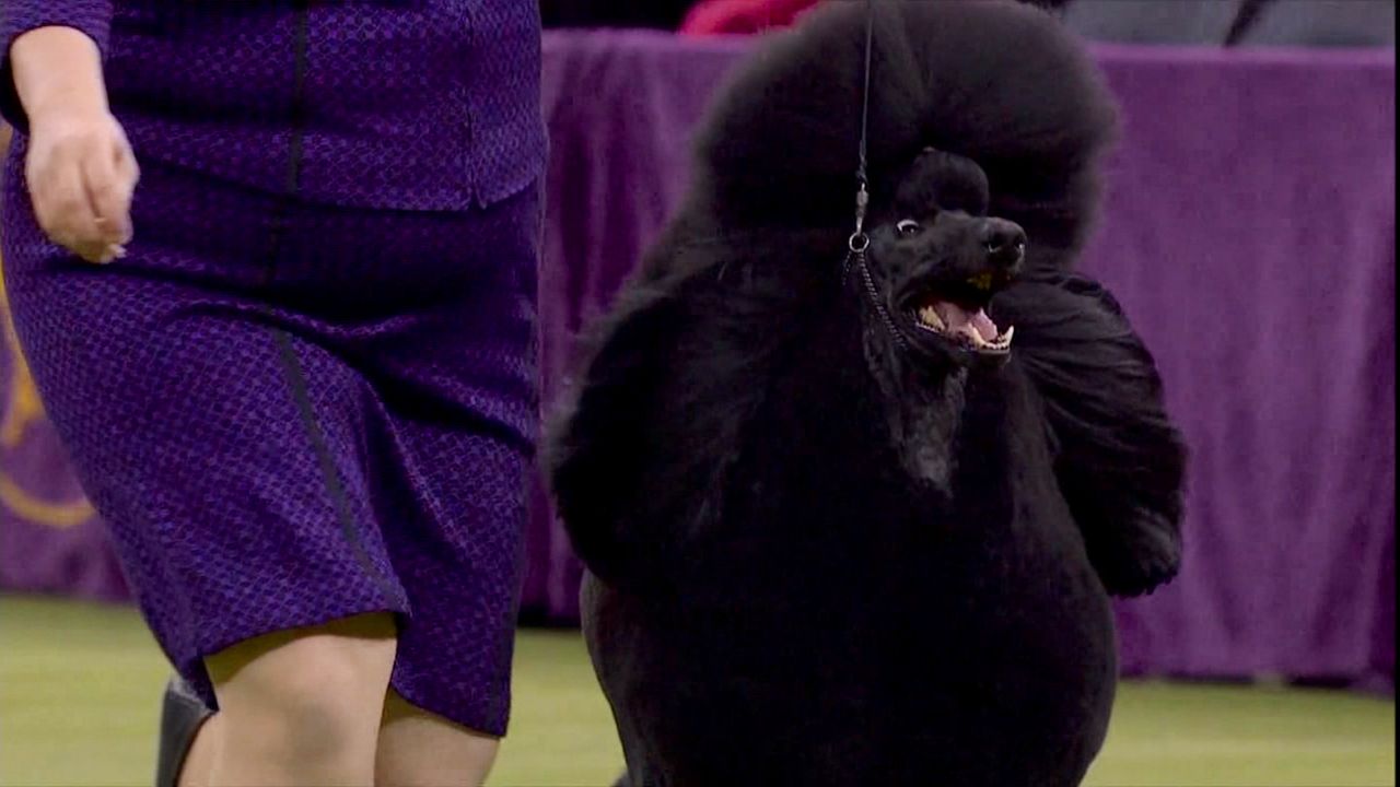 Westminster Kennel Dog Best in Show at MSG Siba Standard Poodle