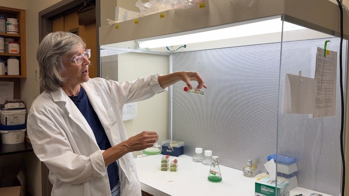 Cornell makes breakthrough in harmful algal bloom research