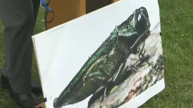 Halting Emerald Ash Borer – Why May is a Crucial Time
