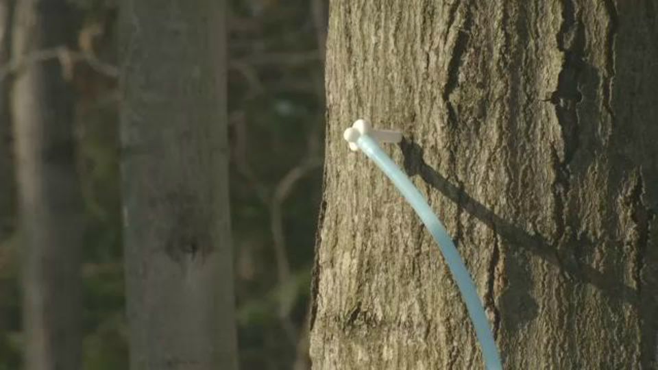 Genesee Country Village & Museum Explains the Process of Making Maple Syrup