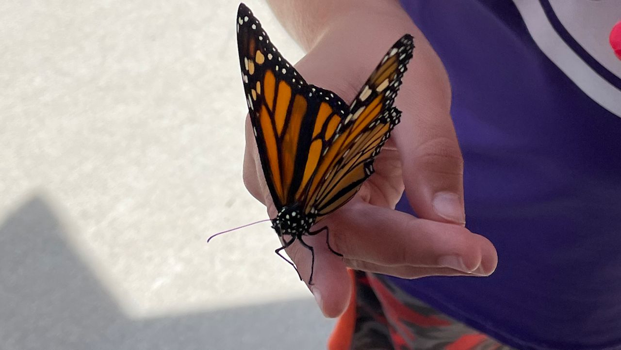Several Wisconsin organizations step up to save the monarch