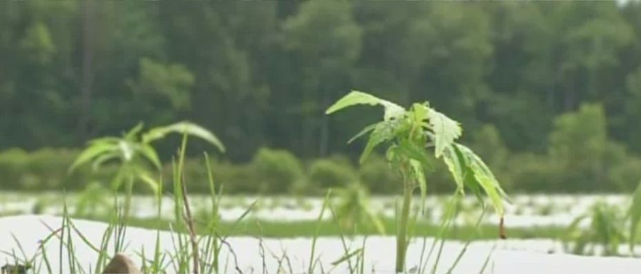 Push to legalize hemp farming in Texas
