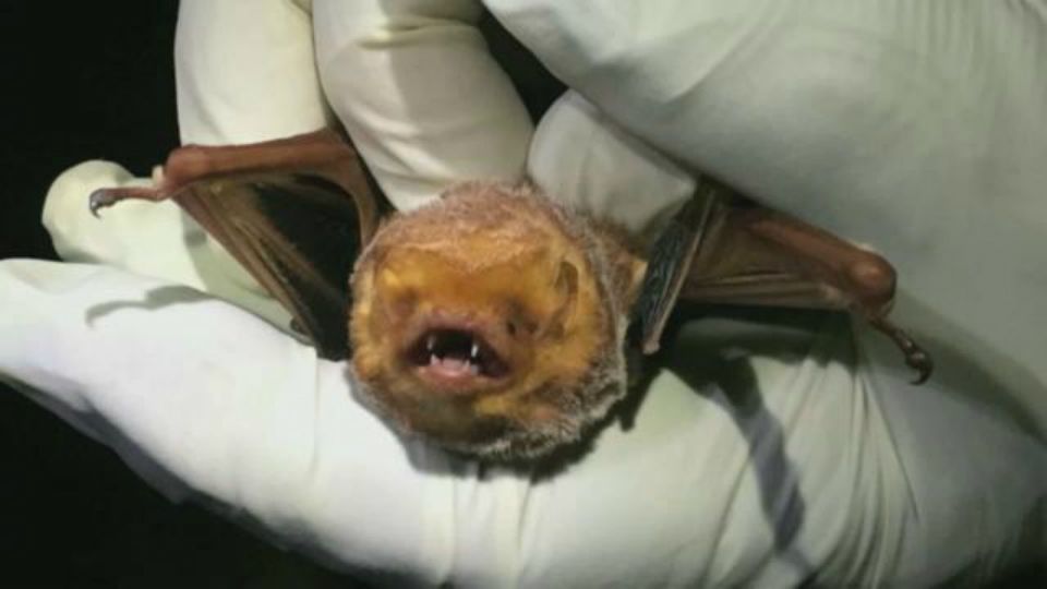 Going Green: Researching where bats hibernate