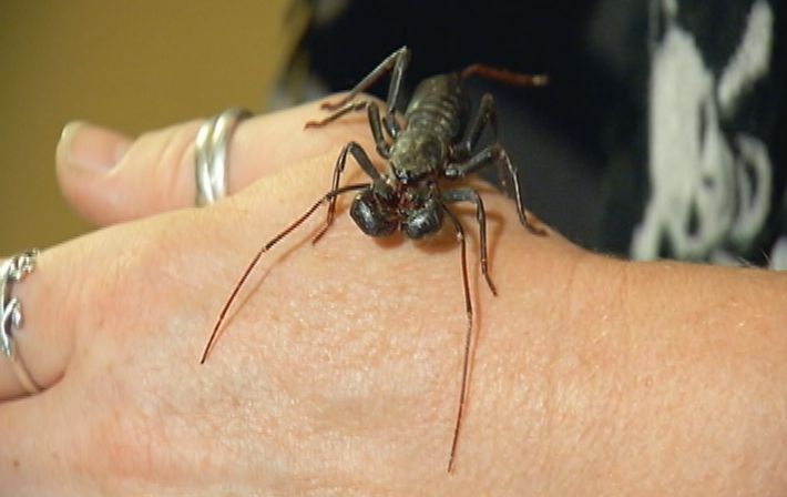 Unusual Pets: Cute in Different Ways