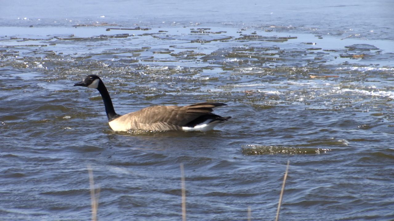 Warm winter means early return for migratory birds