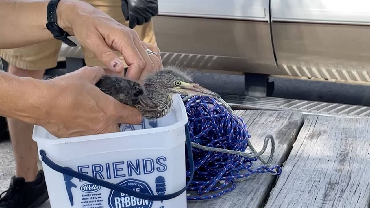 Bird rescuer gets birdhouses that will help in Bay Area