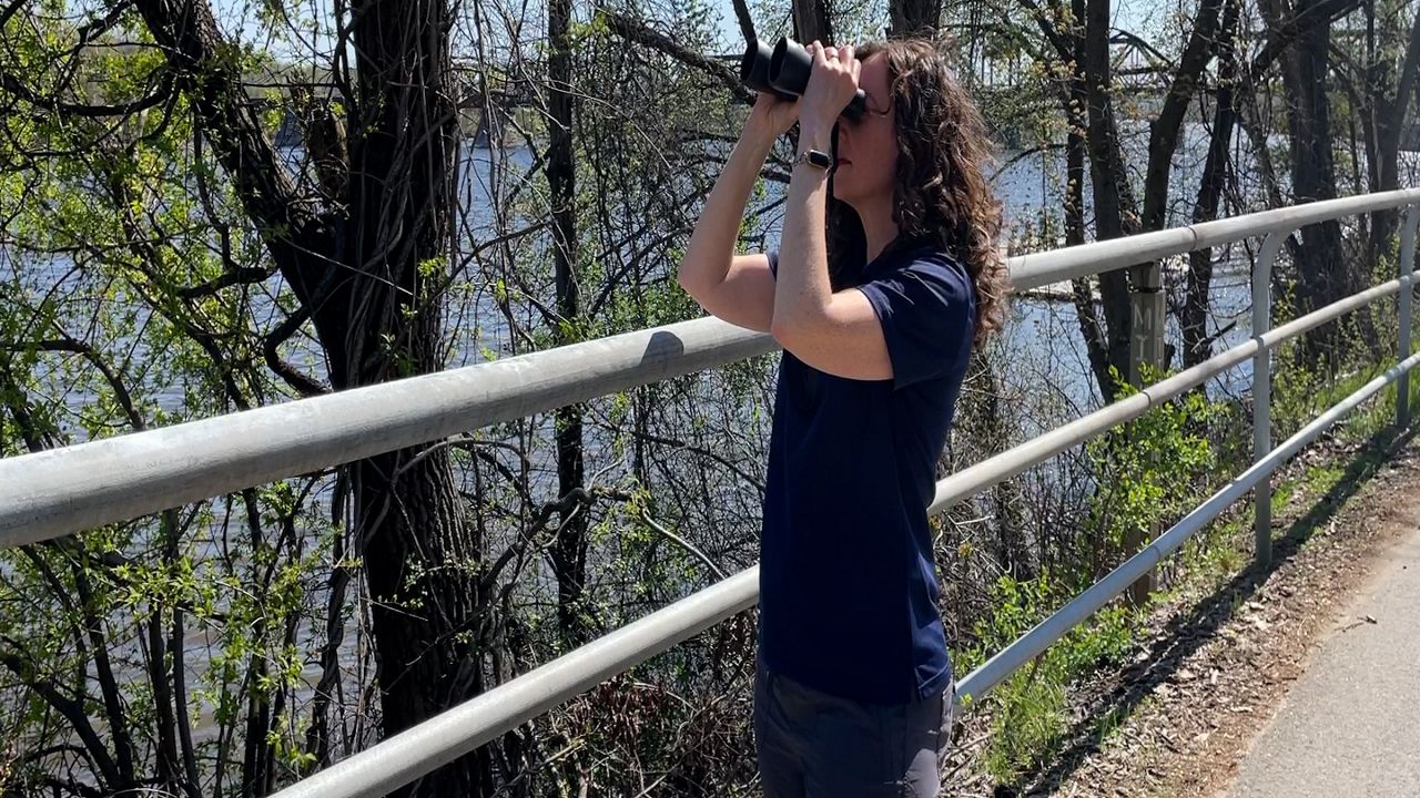 Bird migrations and the impact of artificial light