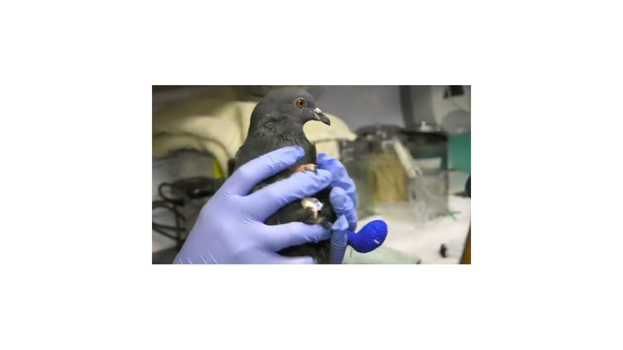 UWS not-for-profit treats birds of all feathers
