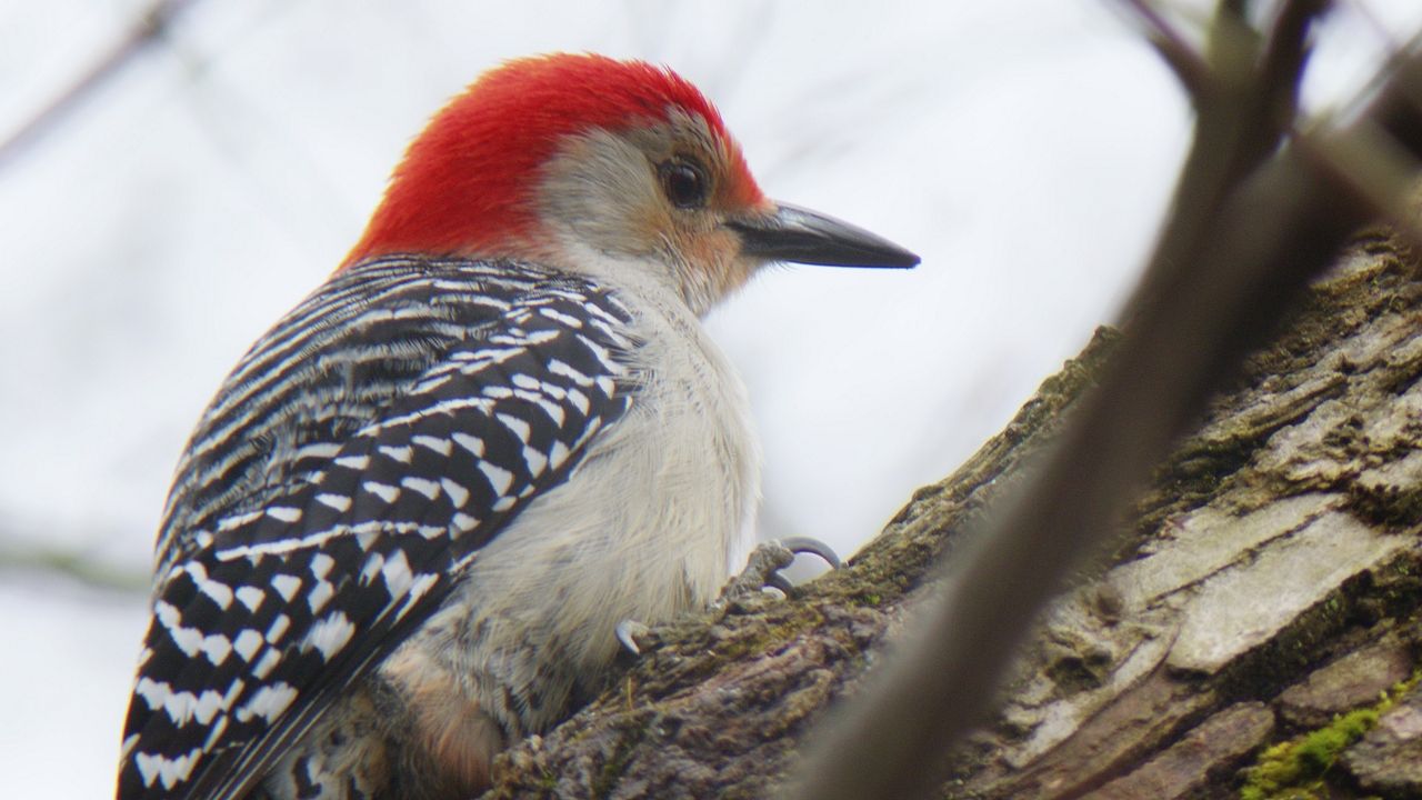 Exploring Ohio: Bird watching