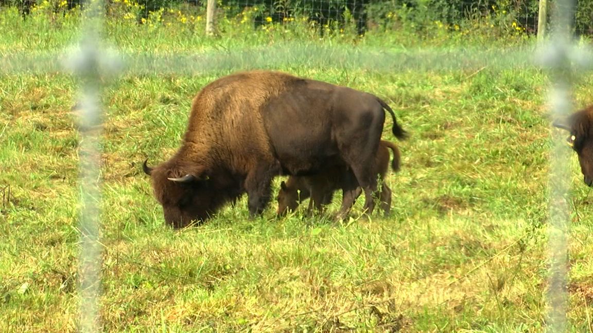 Exploring Ohio: bison in the city