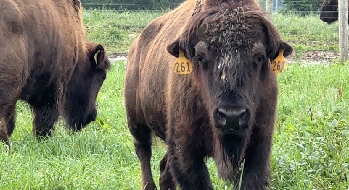 Where you can see bison in northeast Ohio