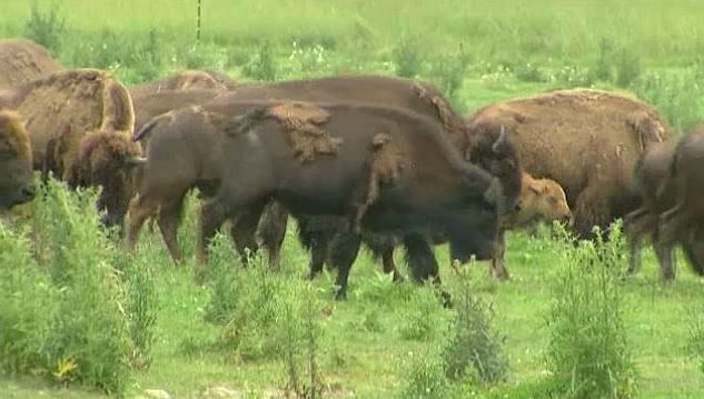 Grown in New York: Bison farming in Ithaca