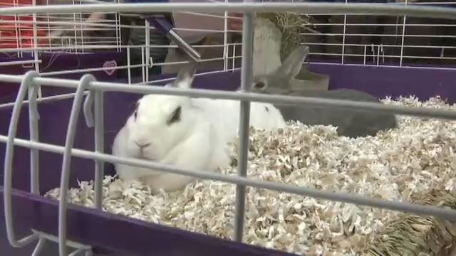 Dozens of Rabbits Rescued in Brooklyn Adopted This Weekend
