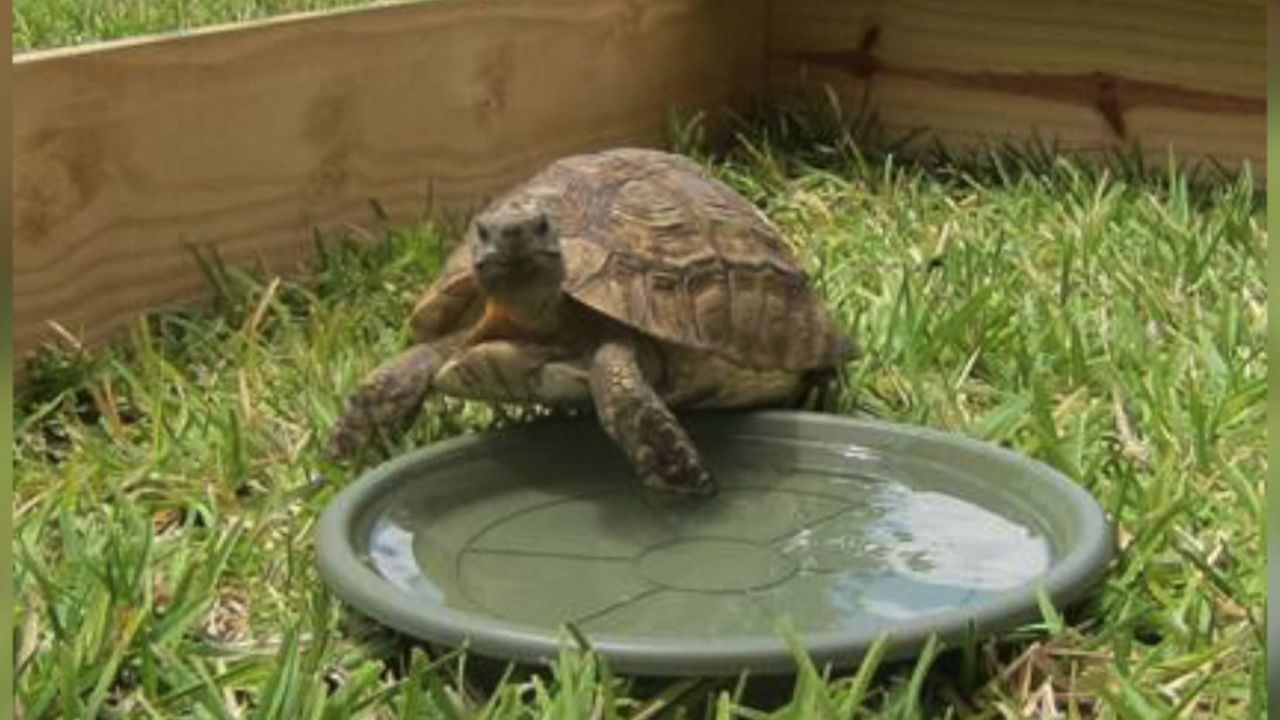 Brooklyn family's missing tortoise found