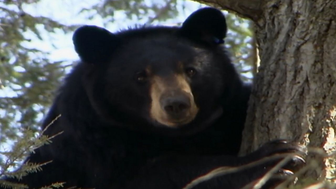 Bear hunting season starts in two weeks in Maine