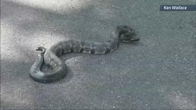 Black Timber Rattlesnake Spotted at Letchworth State Park