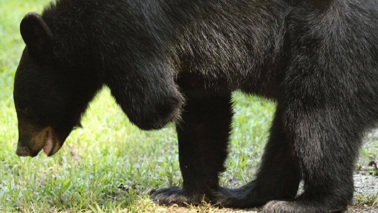 Help Asheville Bears Tries To Stop Large Poaching Ring in Western North ...