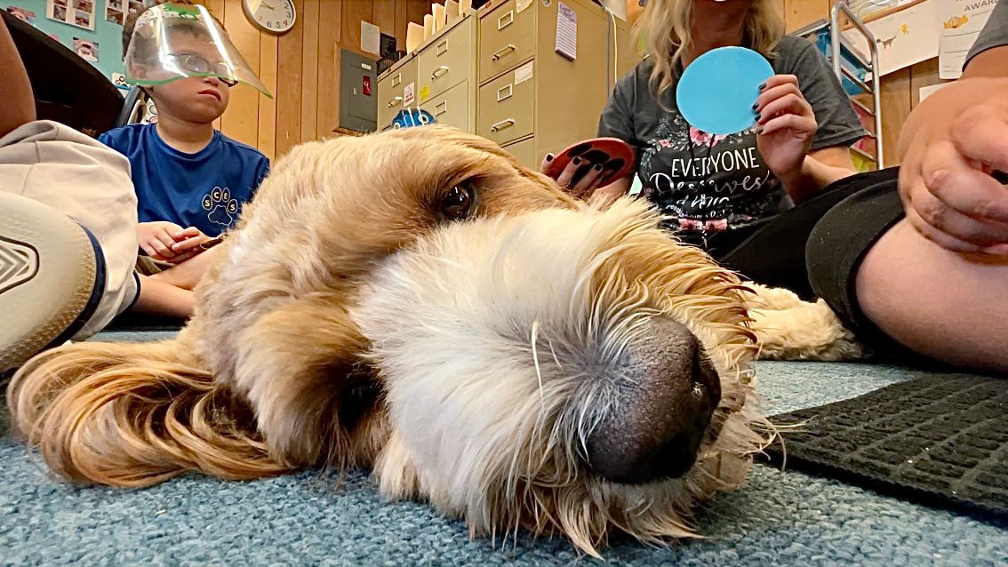 Therapy dog helps students, staff in Volusia County Schools