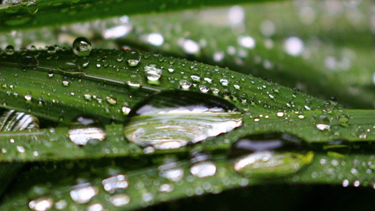 Rain is more beneficial than tap water