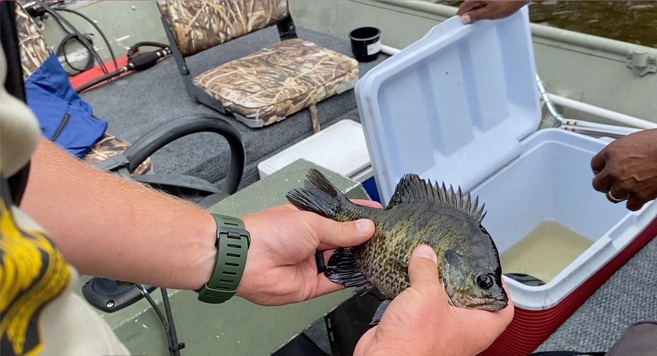 New Fishing Regulations