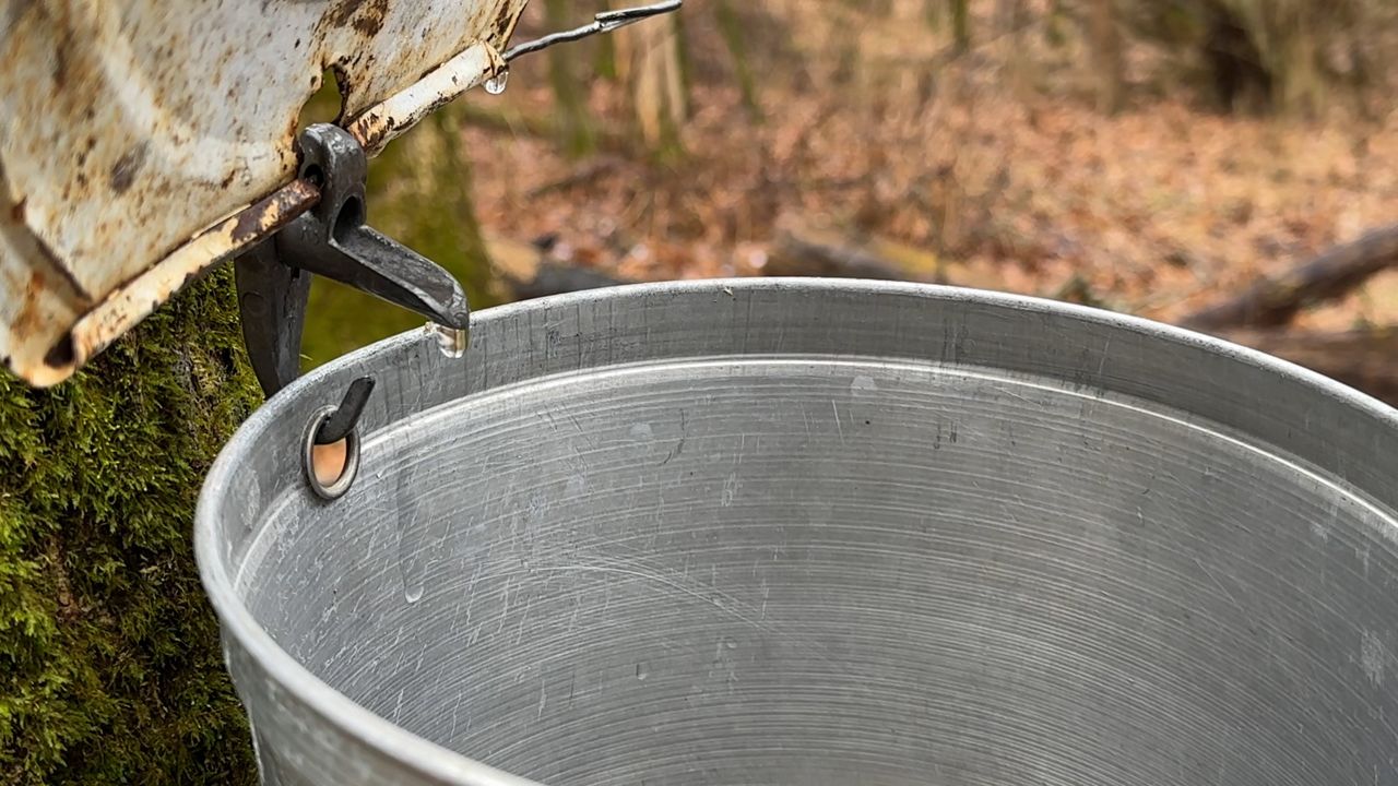 Kentucky maple syrup farm showcases growing industry