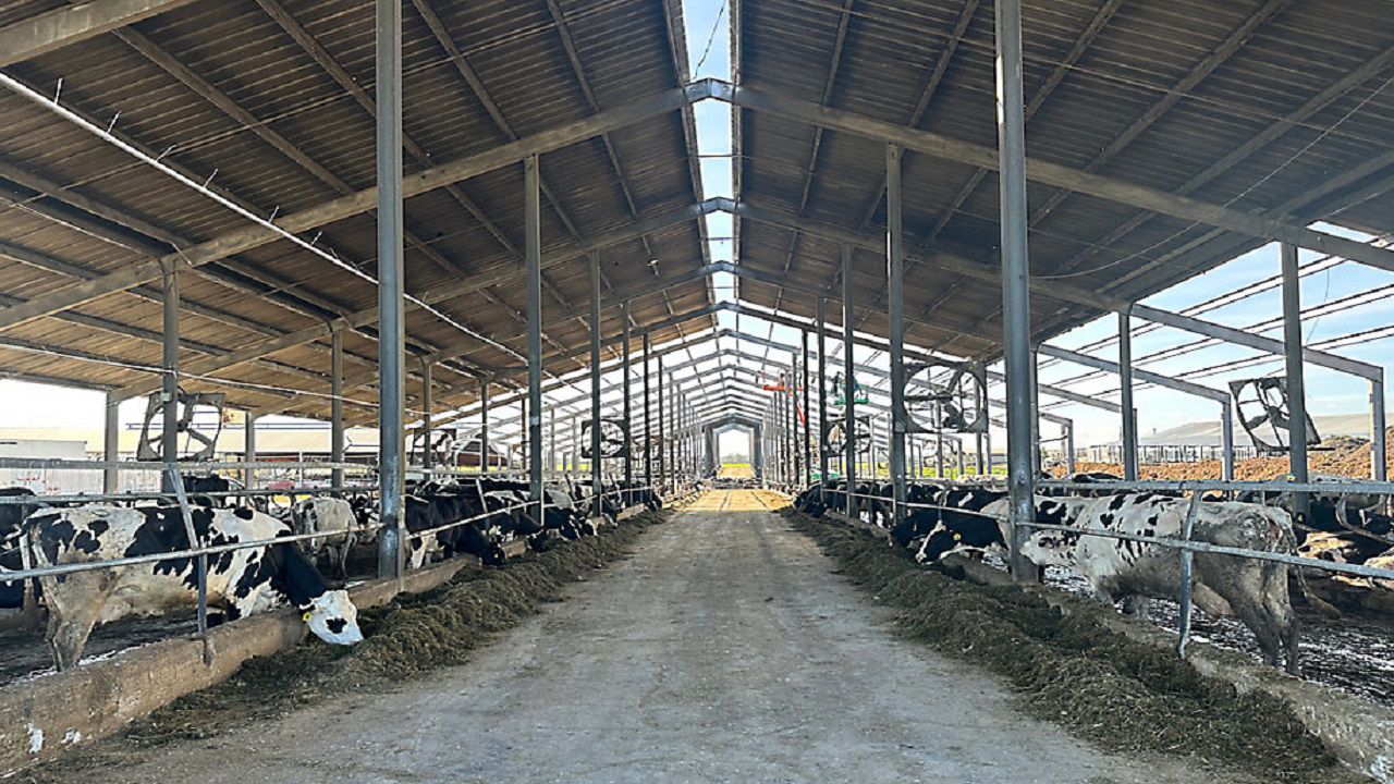 Manatee Co. dairy farm still rebuilding after Hurricane Ian