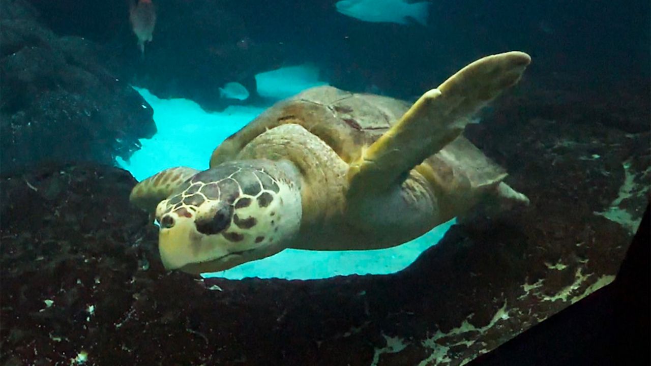 Florida Aquarium expansion to include new puffin exhibit