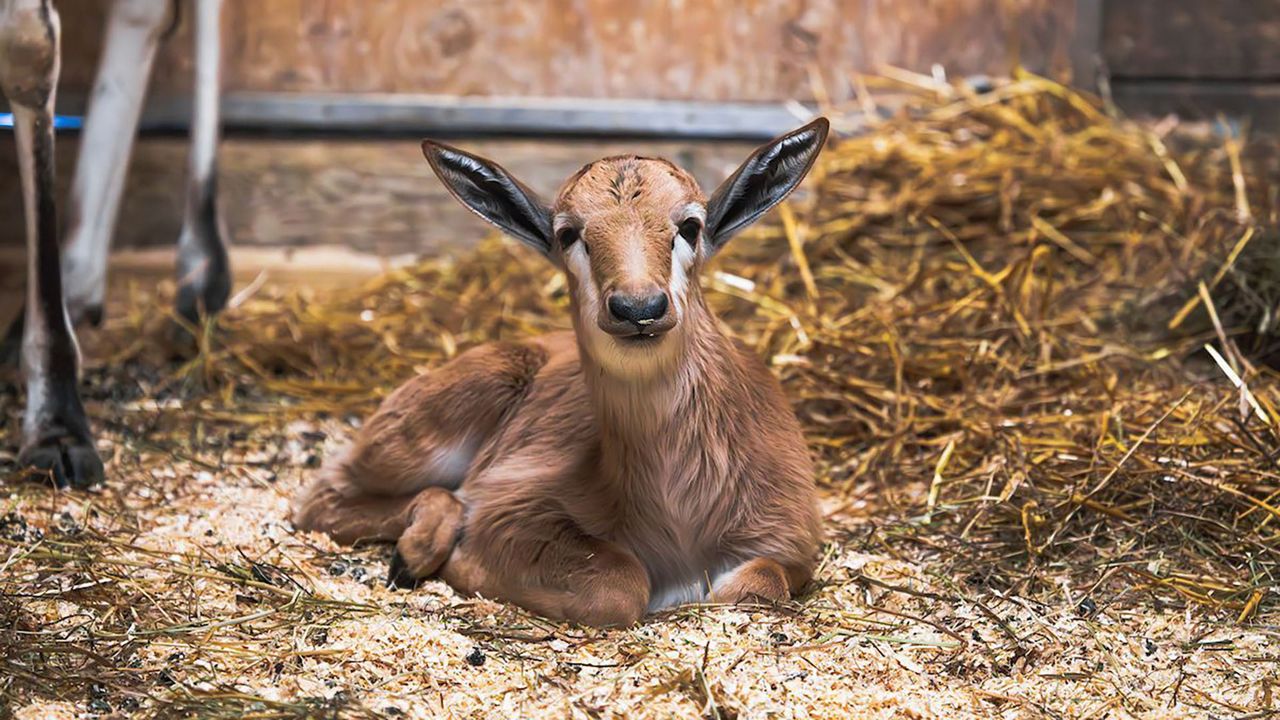 Cleveland Zoo family grows with new bontebok calf