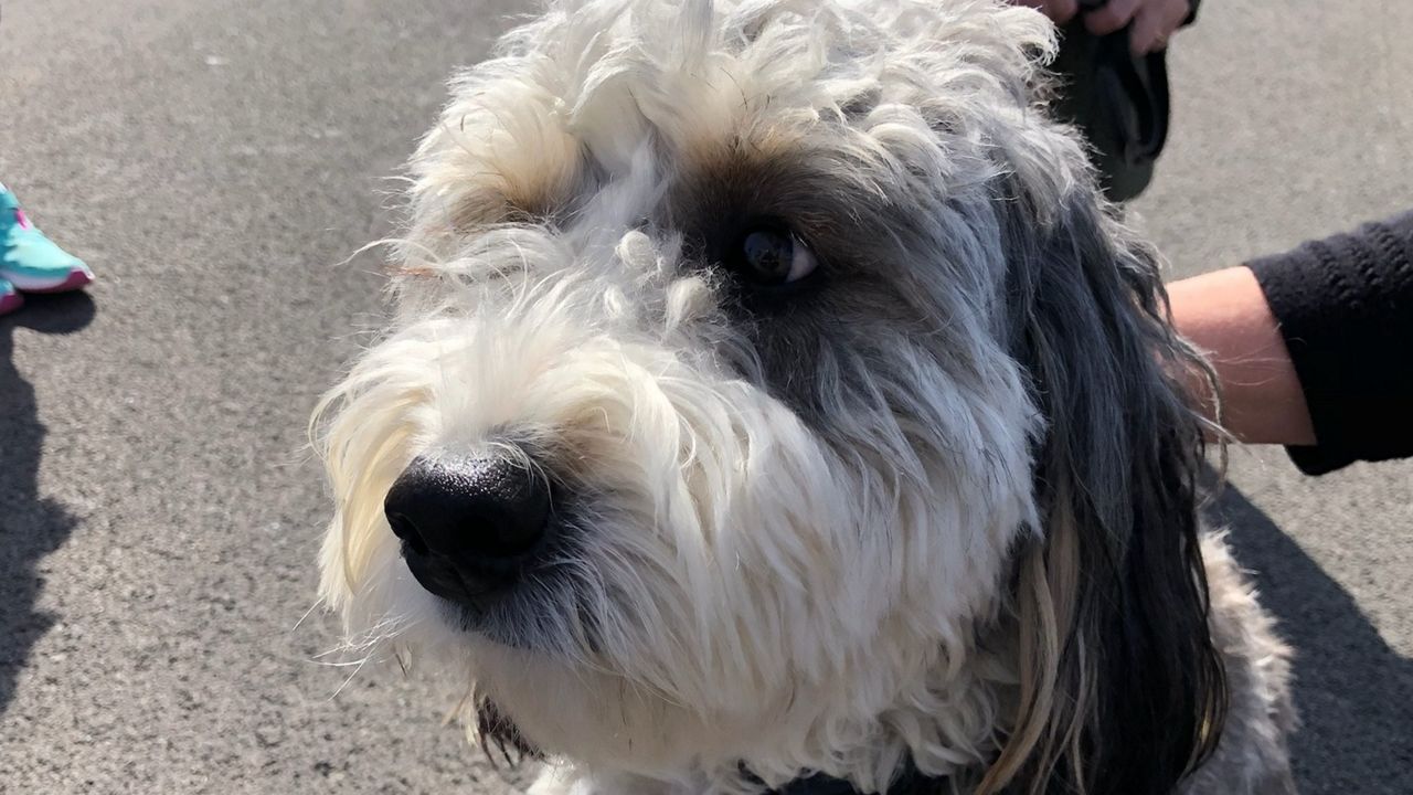 Therapy dog helps children at Enders Road Elementary