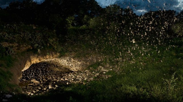 To the Bat Cave!: Hill Country's Bracken Cave Preserve hosts world's ...