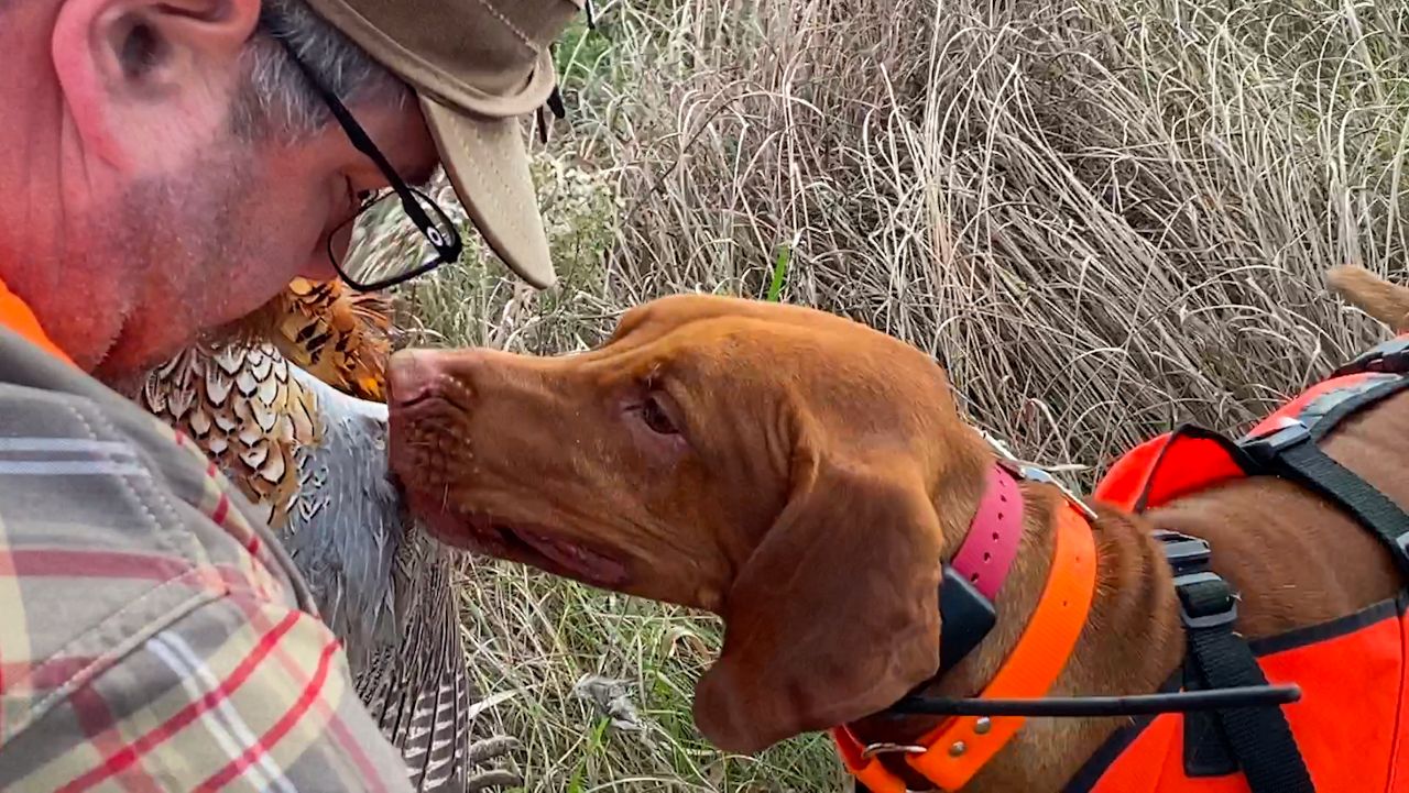 Wisconsin DNR raises, spreads pheasants for hunters