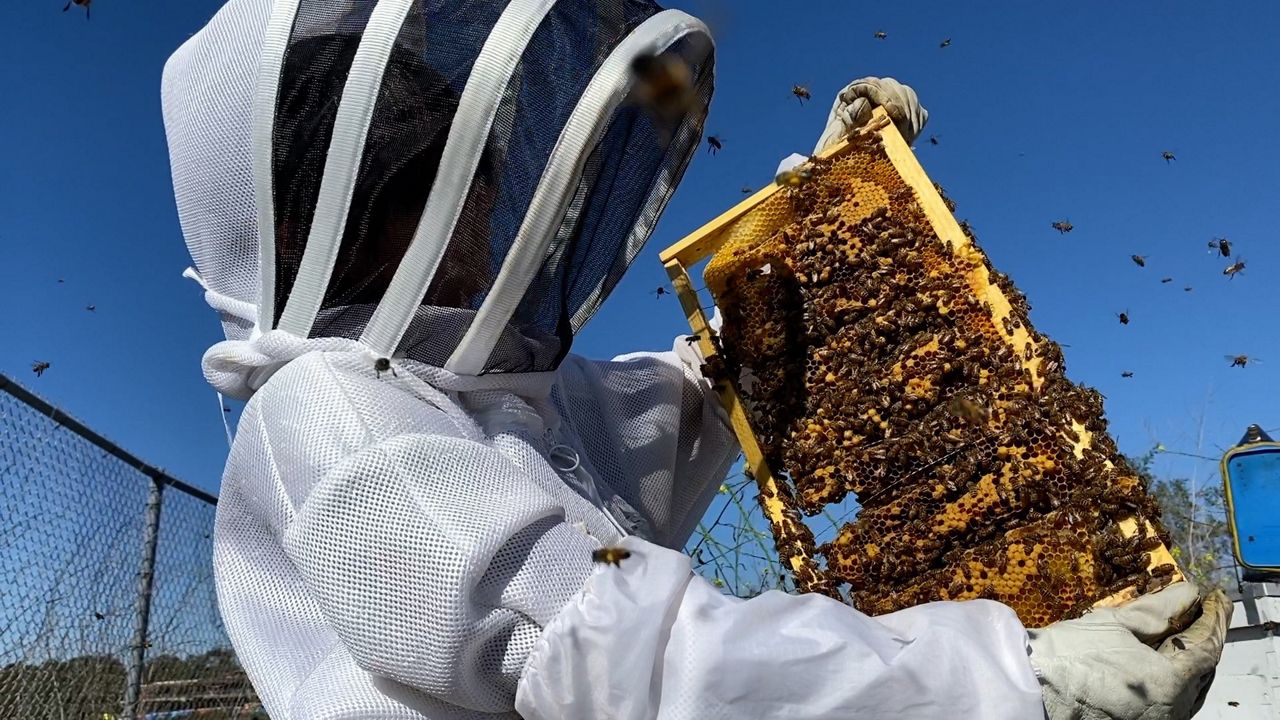 Bee Campus helps protect pollinators