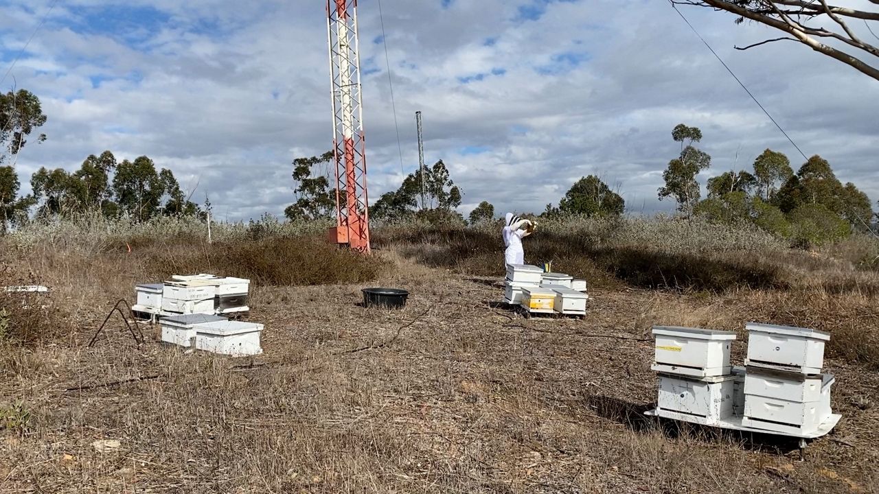 Study shows feral bees are 'tough guys' in nature