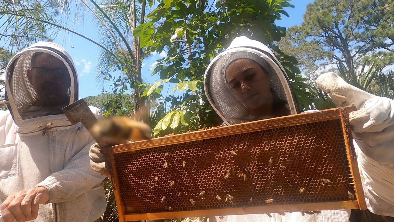 Brevard beekeepers aim to educate, sustain honeybee colonies