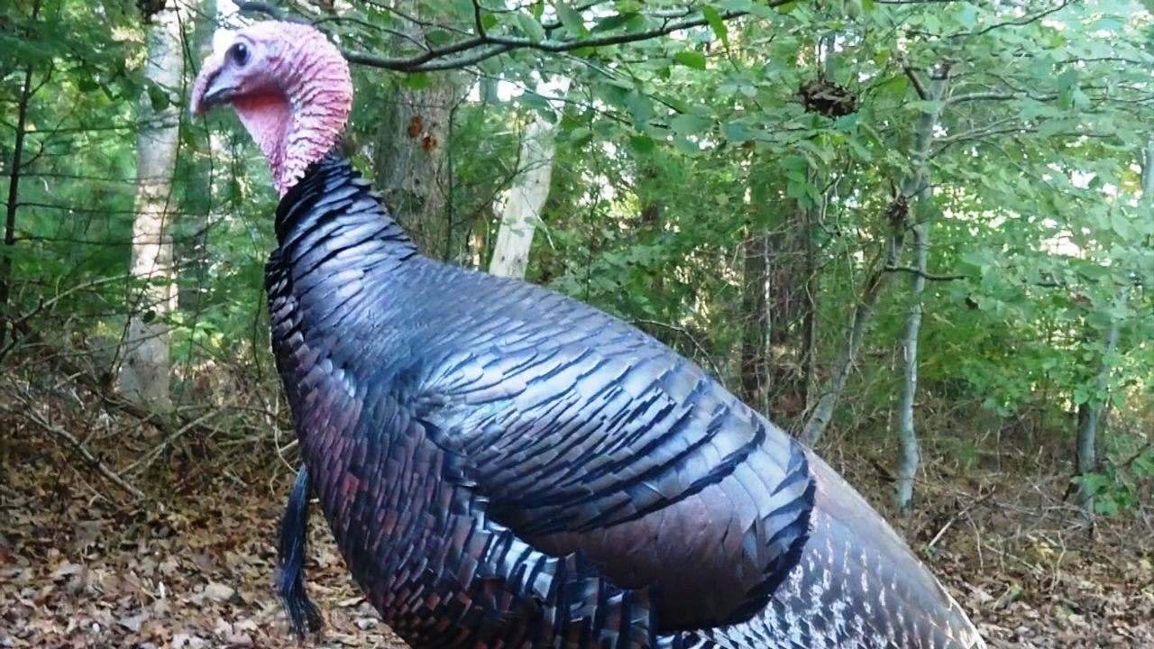 A Search for Wild Turkeys Across the Bronx