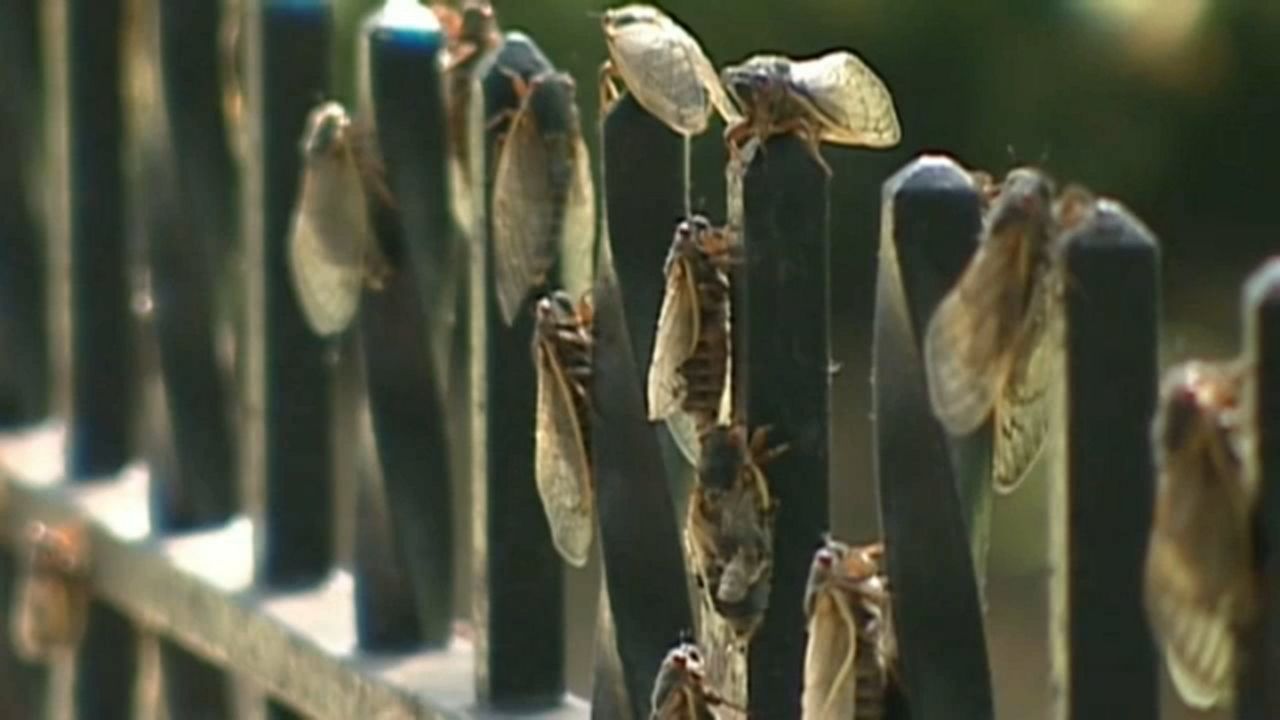 Brood X cicadas emerging this spring, just not in WNY