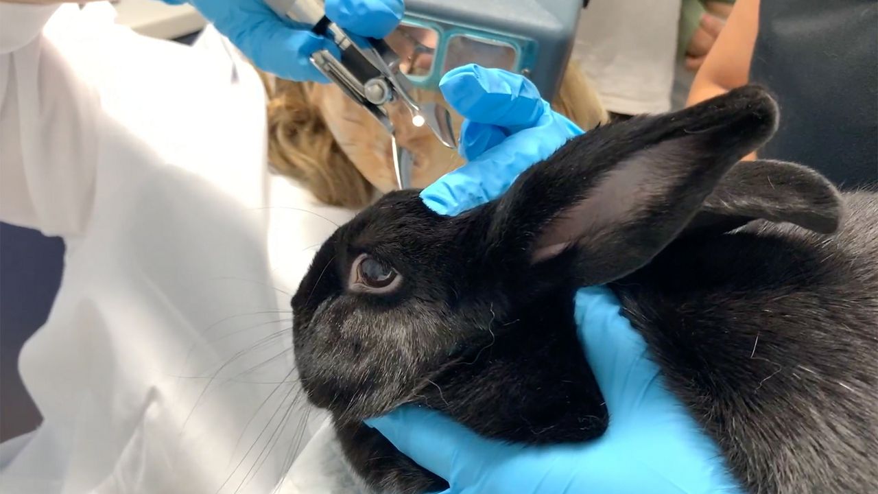 Deadly "Bunny Ebola" Virus Killing House Rabbits in SoCal