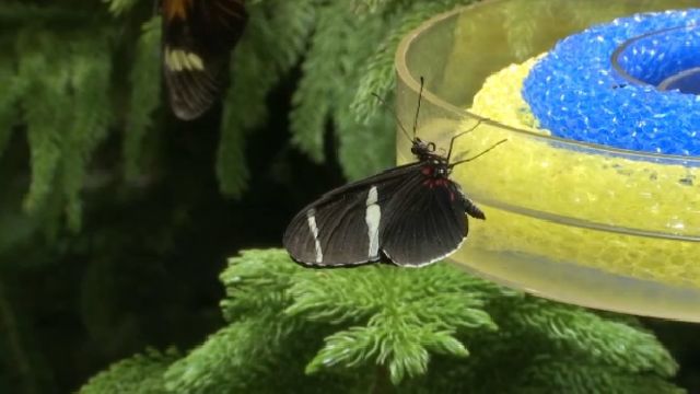 Butterfly showcase takes flight at Museum of Natural History