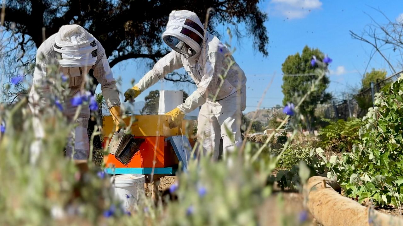 Honeybees help restore native bee habitat in the Altadena