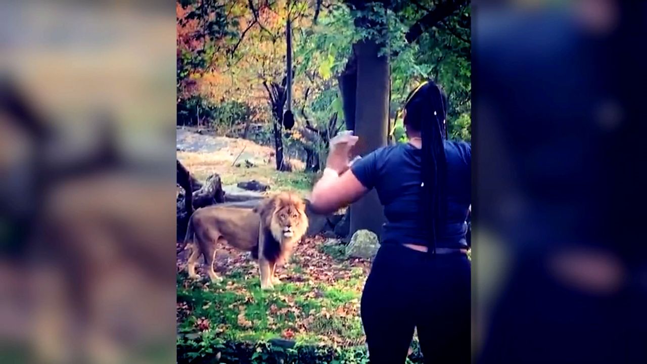 Woman Faces Off with Lion After Jumping in Bronx Zoo Exhibit