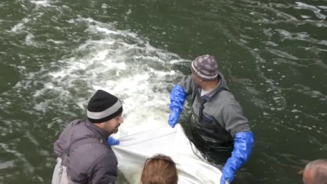 For fish, Bronx River's rejuvenation coming along swimmingly