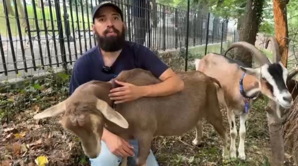Cabras regresan por quinto año consecutivo a Harlem