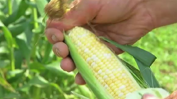 Cooking at Home Special: All About Corn