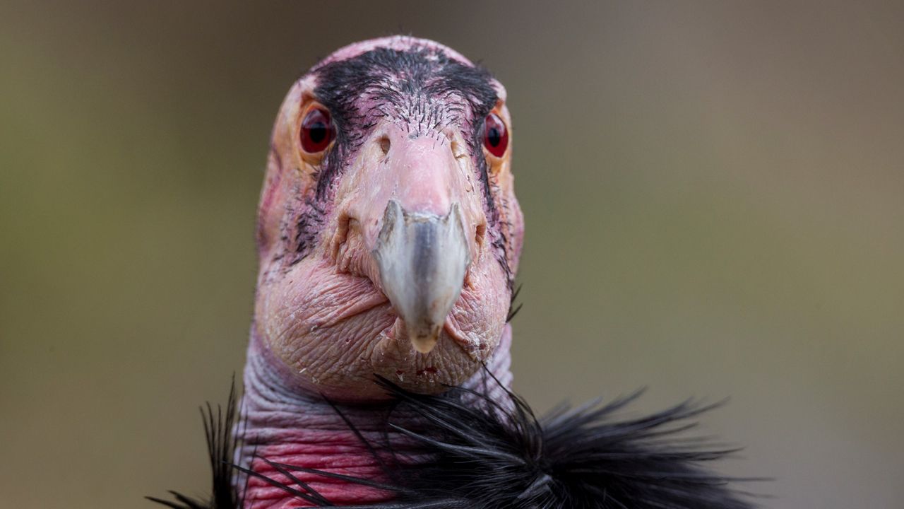 Scientists find more DDT in condor blood samples from state
