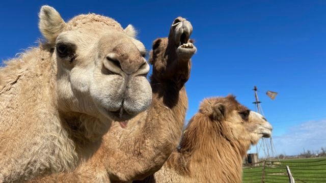 Texas man provides camels for Christmas