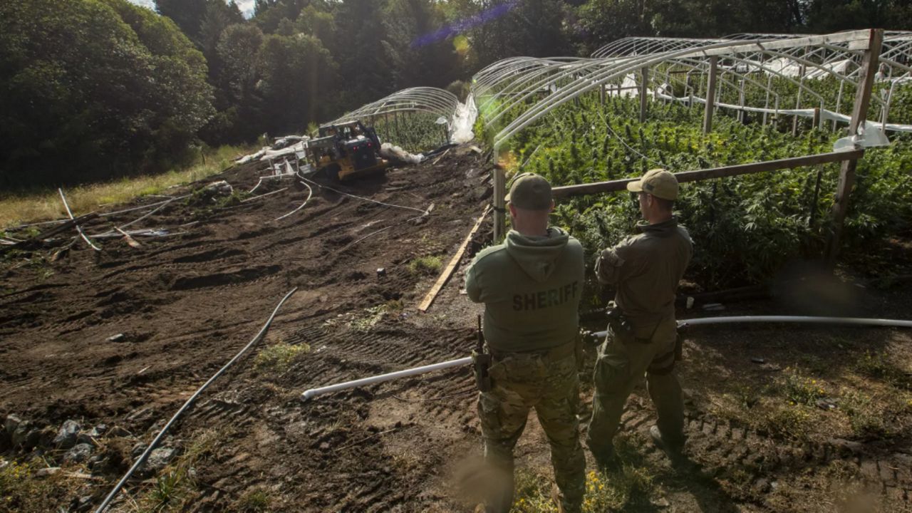 Exploitation and misery in America’s weed industry