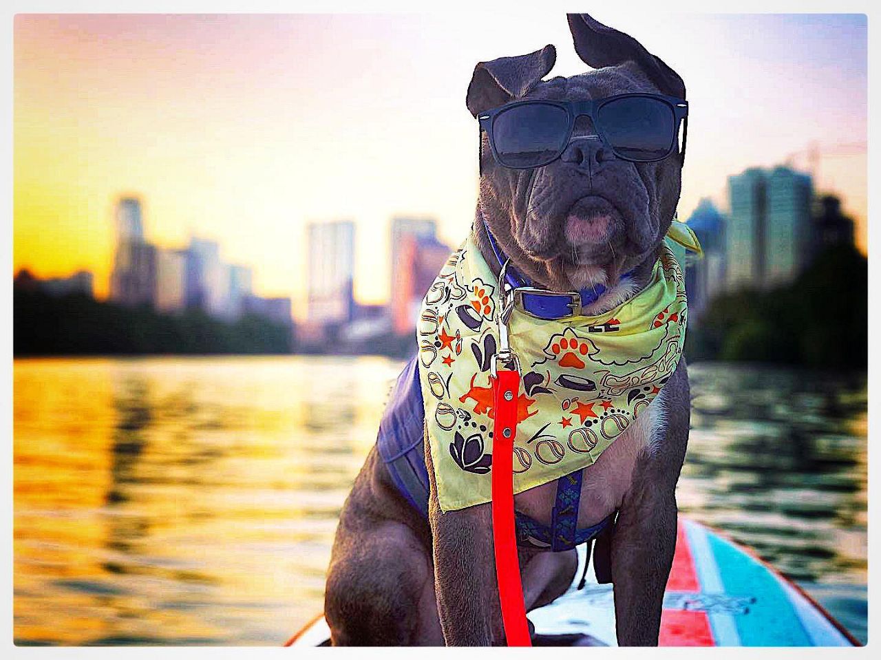 "Captain America" Looking for Forever Home